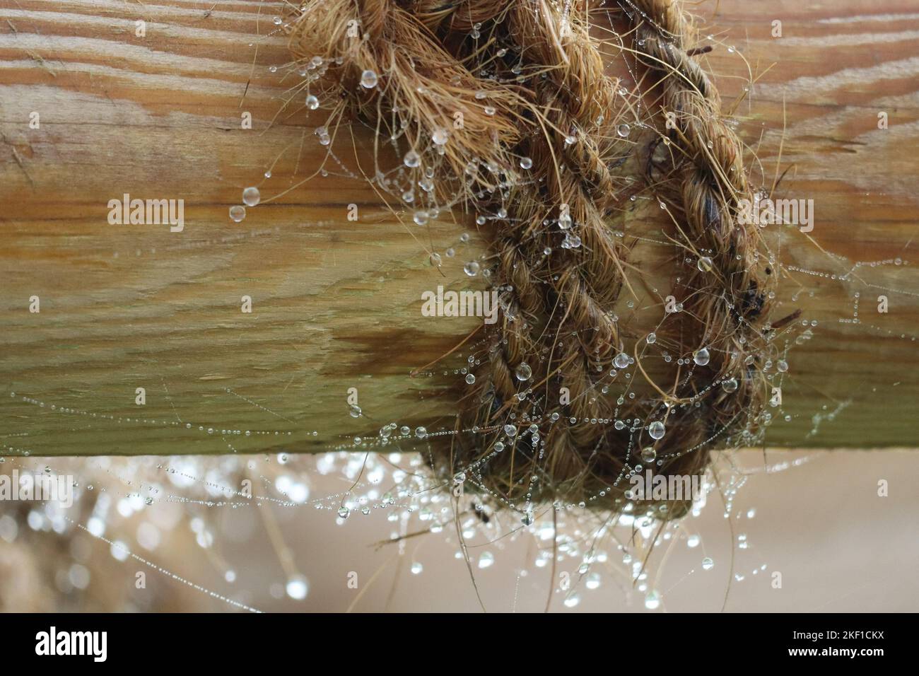 mighty Drops of Dew entwine a Rope Stock Photo - Alamy