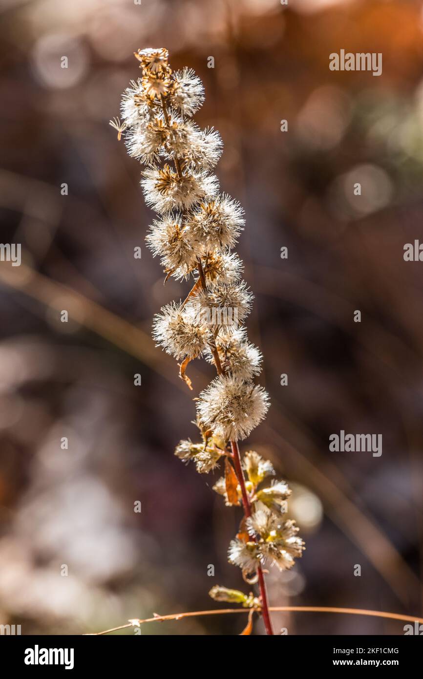 A tall dead wildflower plant dried full of seeds ready to disburse ...
