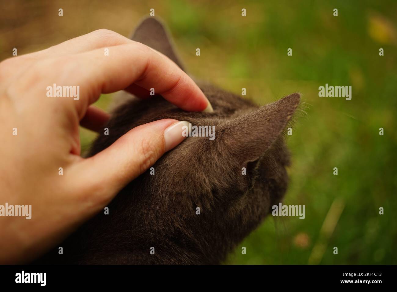 female hand pet a cat on the head in the garden Stock Photo - Alamy