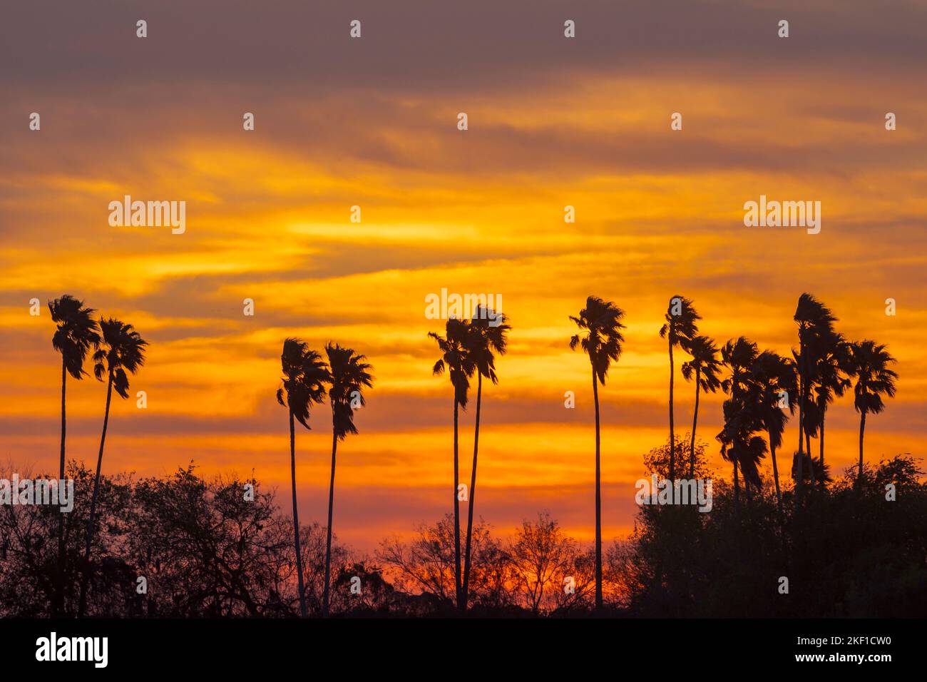 Images of palm trees hi-res stock photography and images - Alamy