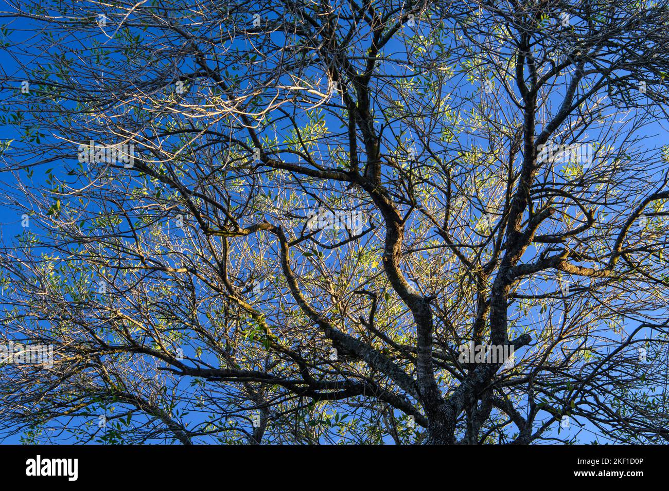 Texas ash tree hi-res stock photography and images - Alamy