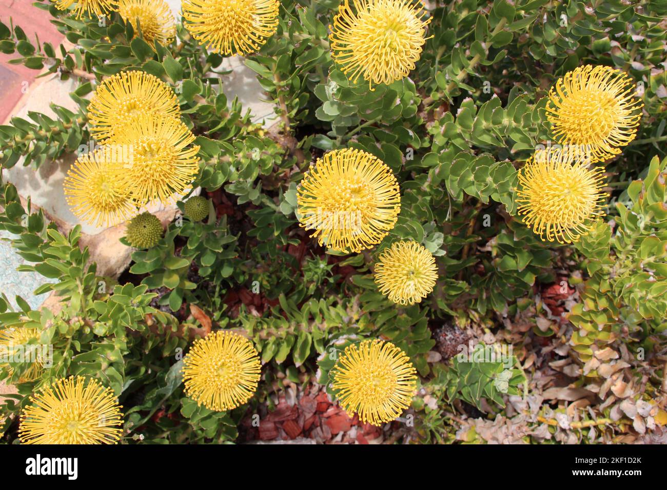wild flowers in australia Stock Photo - Alamy