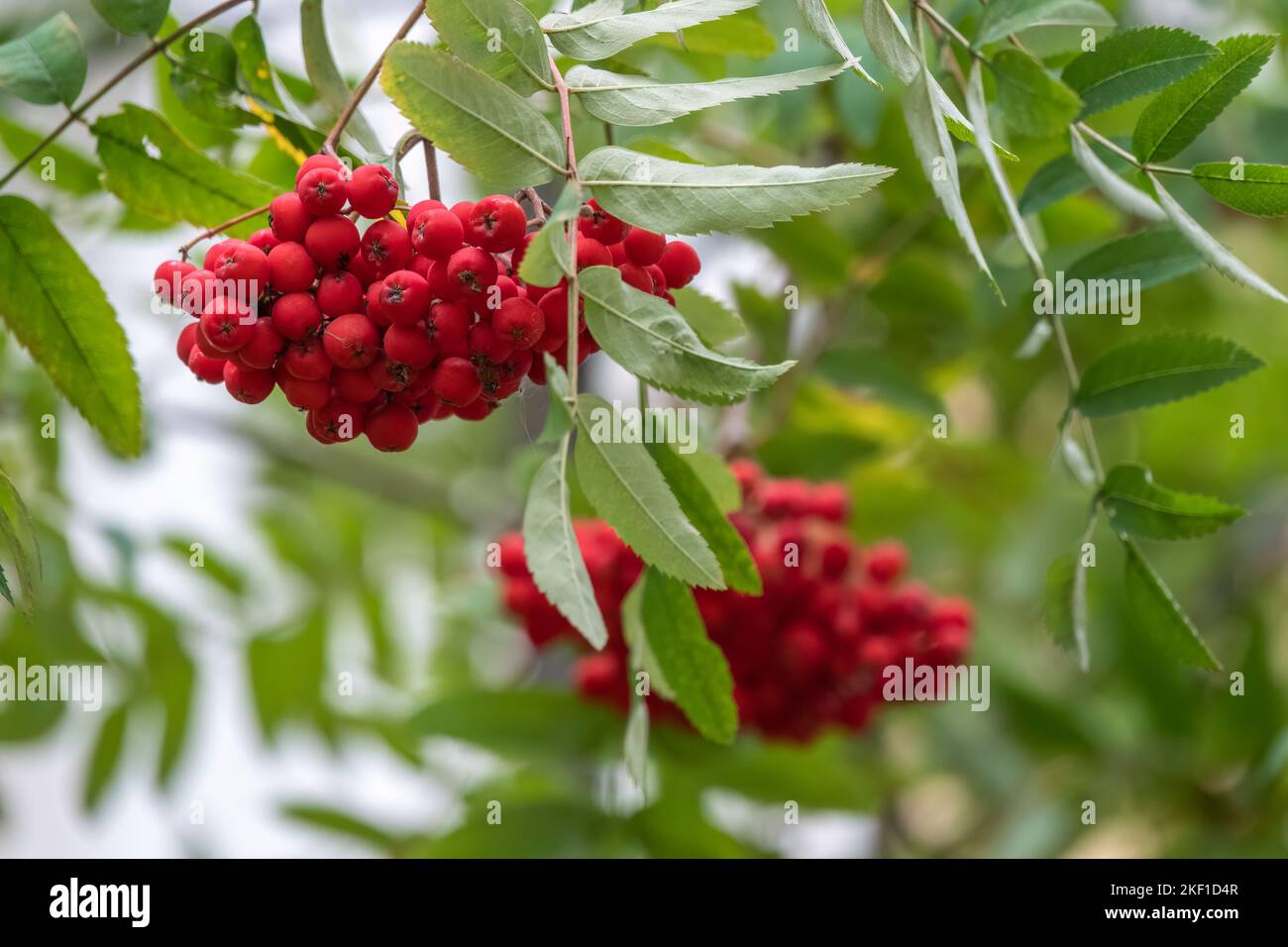 A bunch of red rowan in autumn leaves. Autumn bright red rowan berries ...