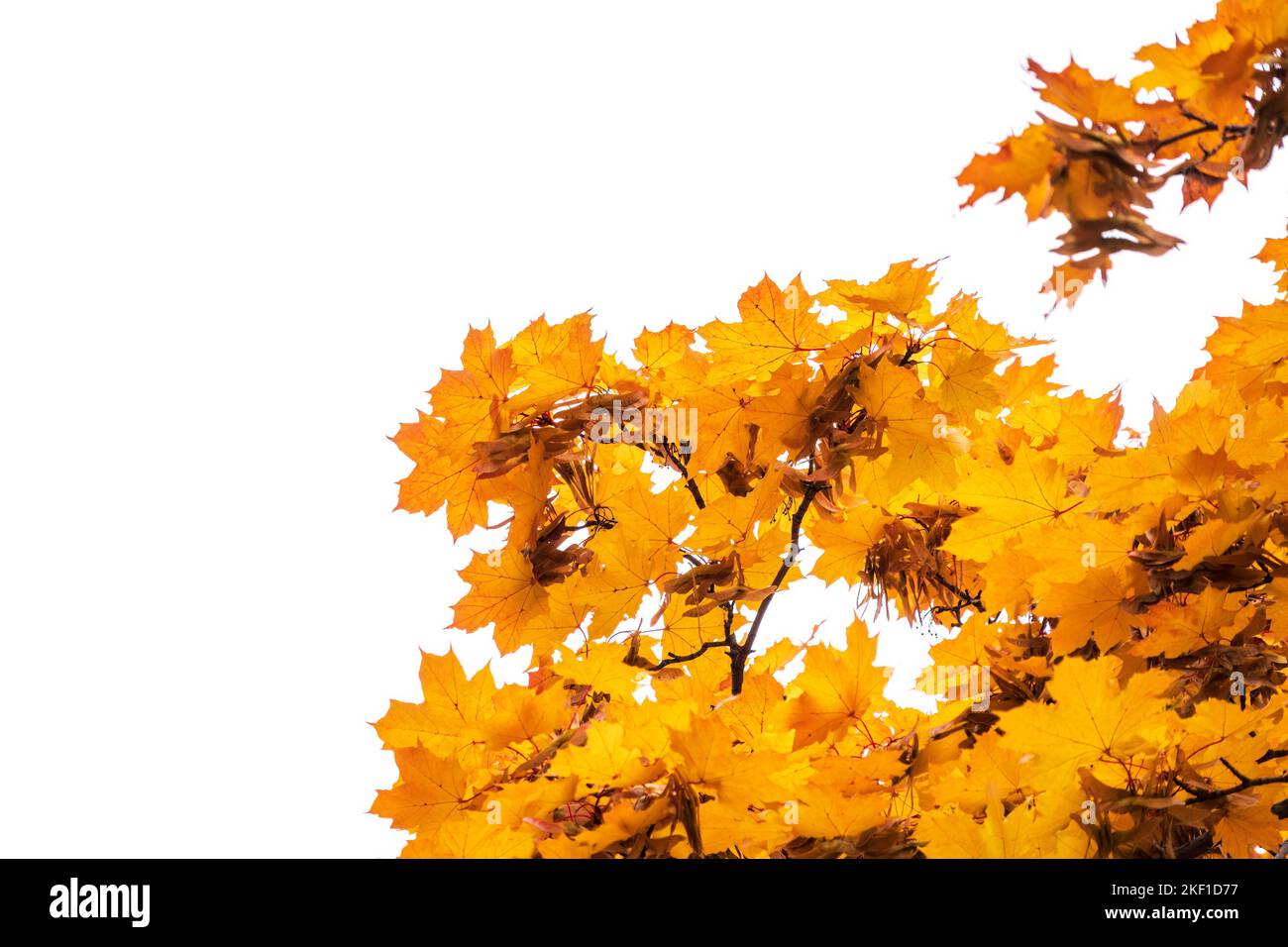 Autumn green, yellow and orange maple leaves isolated on a white ...