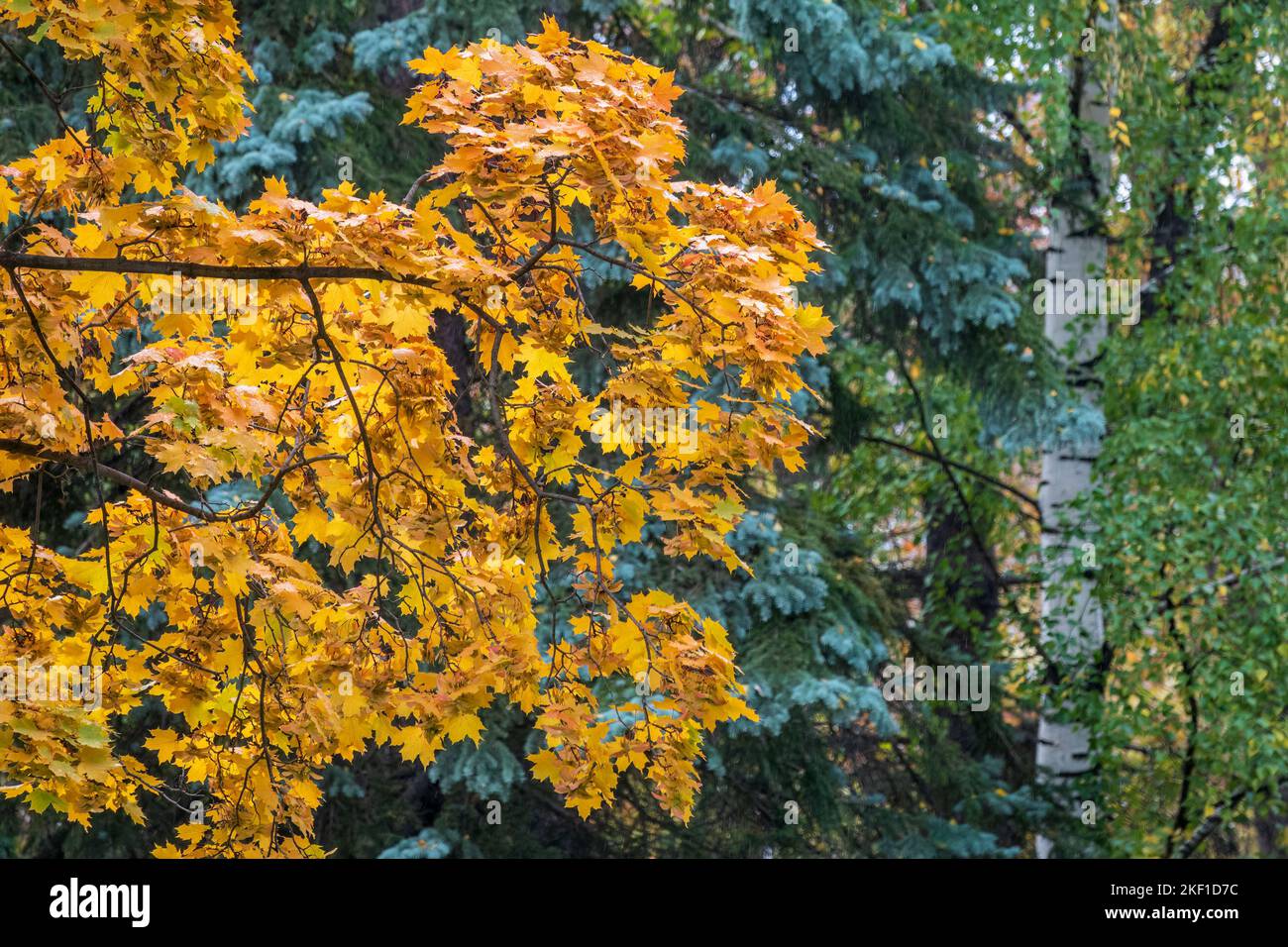 Maple branches with yellow leaves in autumn, in the light of sunset ...
