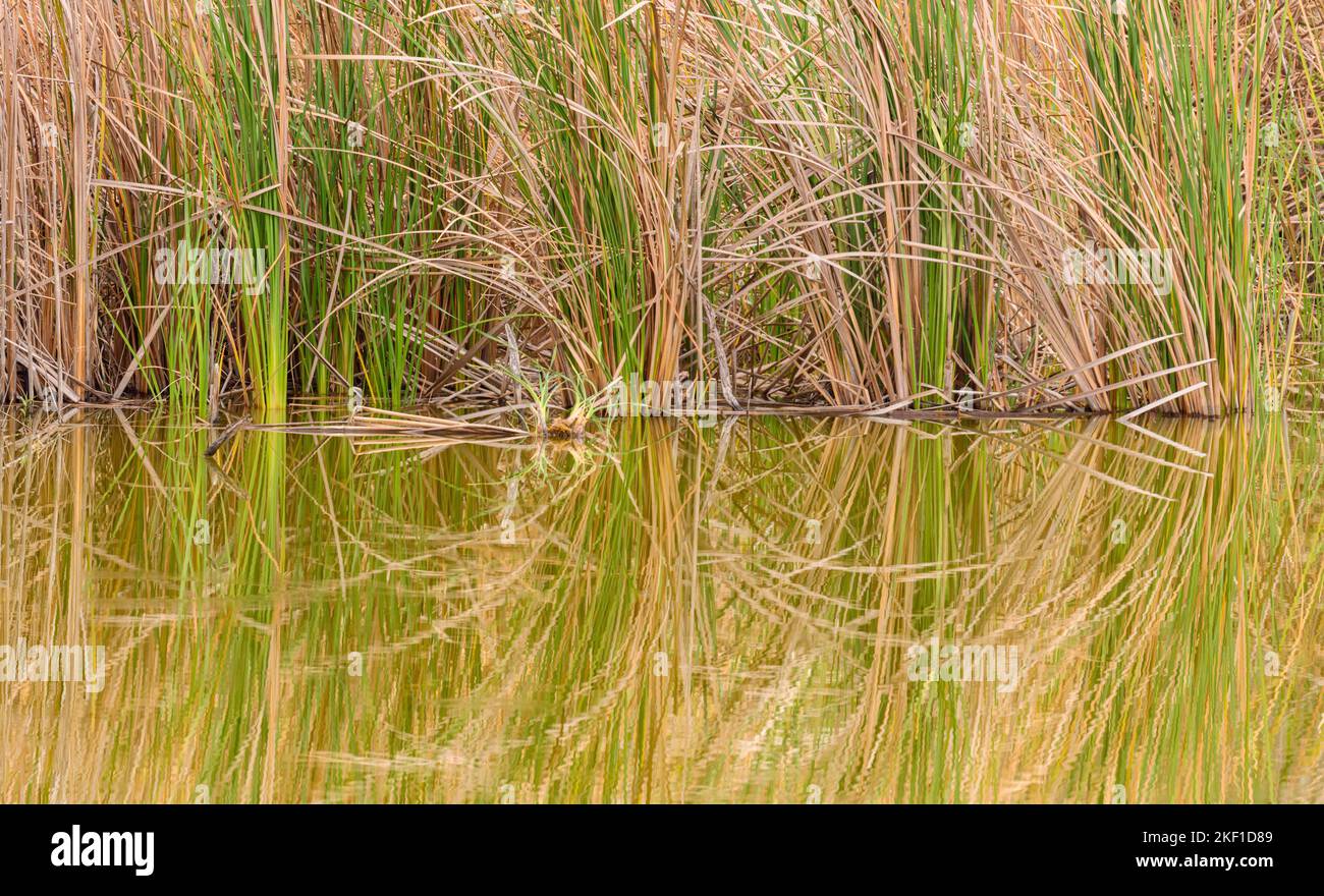 Wetland shoreline reflections, Estero Llano Grande State Park, Weslaco ...