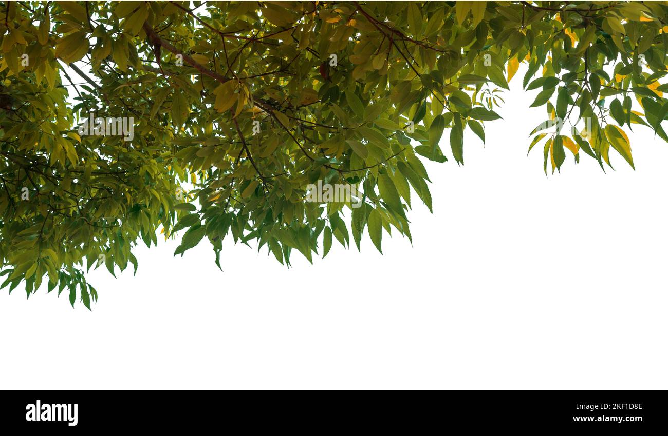 Autumn tree background on white BG Stock Photo - Alamy