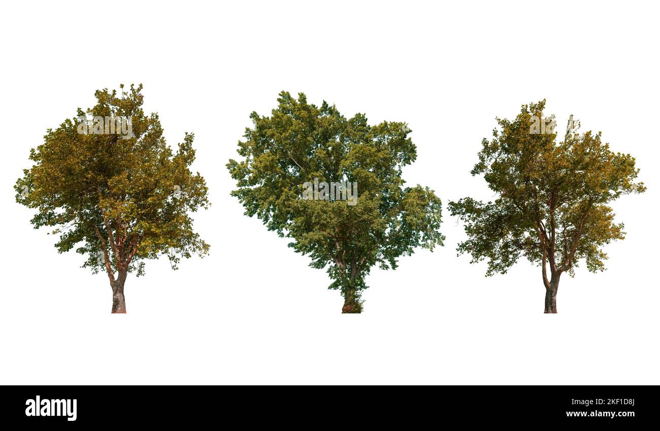 Collection autumn trees is isolated on white background Stock Photo - Alamy