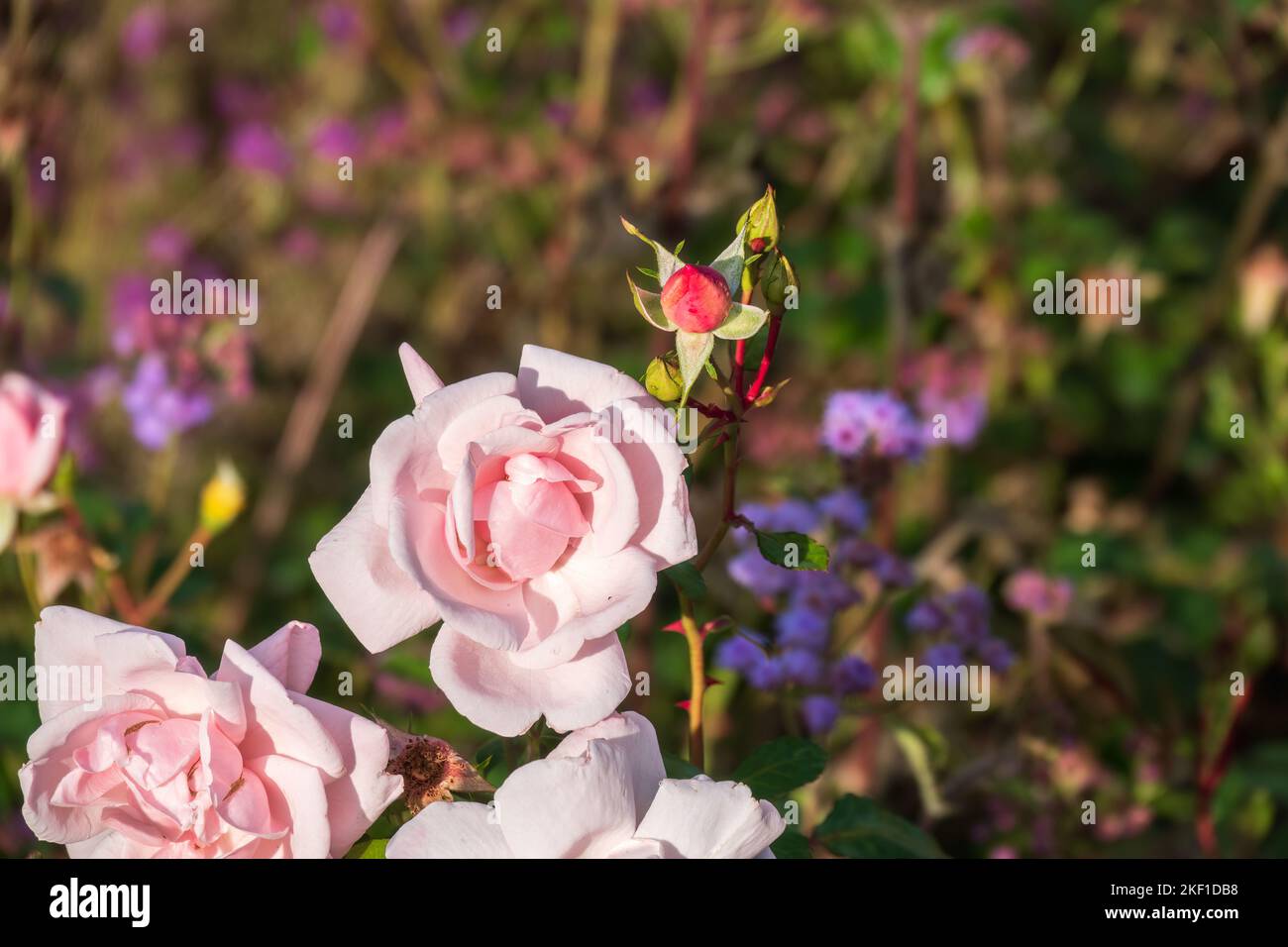 Close-up of a pink rose on green background. Rose flower on background ...