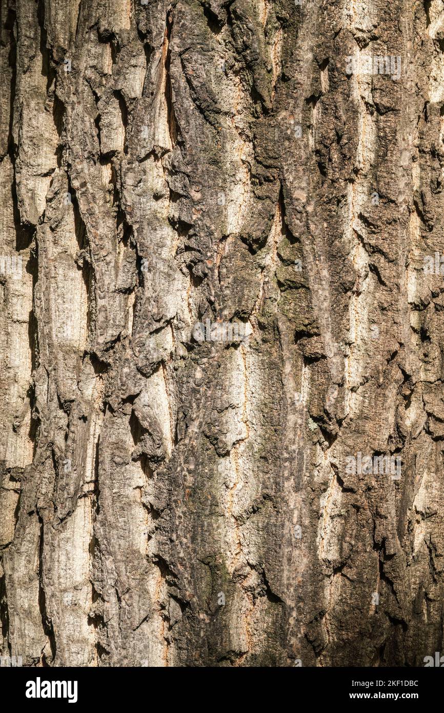 The texture of the bark of an old willow. Detailed bark texture ...