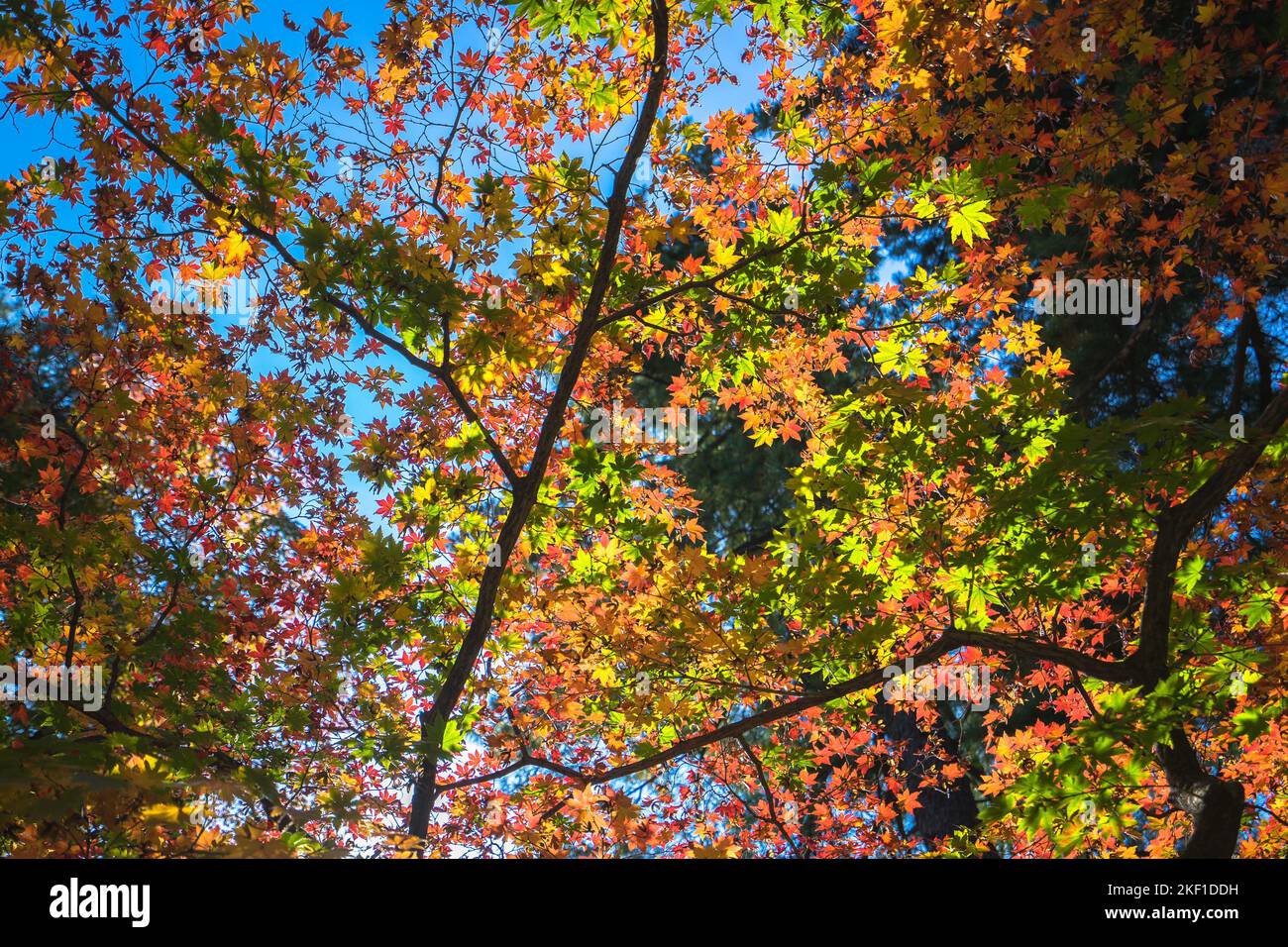 A maple tree with autumn-colored foliage Stock Photo - Alamy