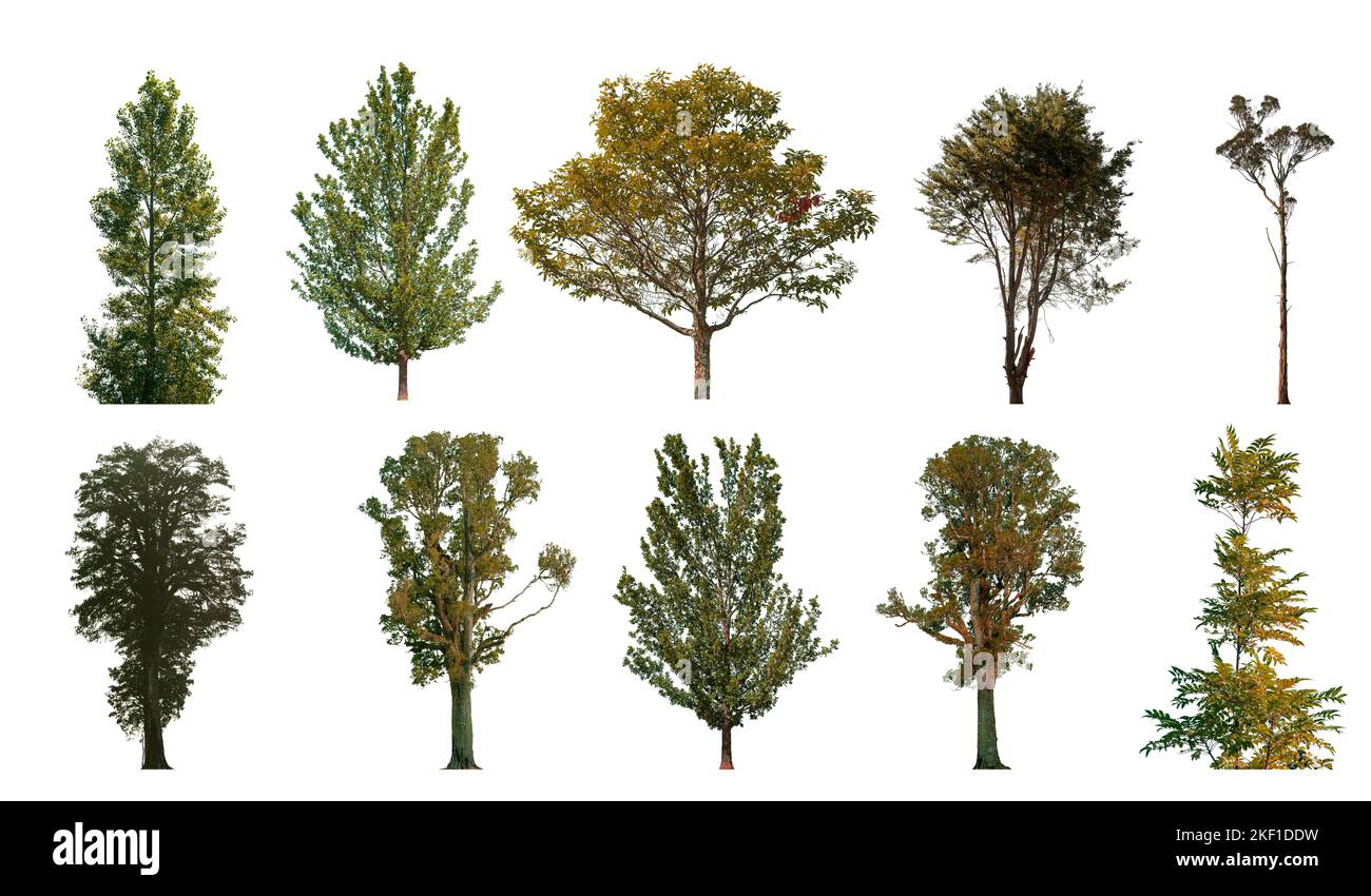 Collection autumn trees is isolated on white background Stock Photo - Alamy