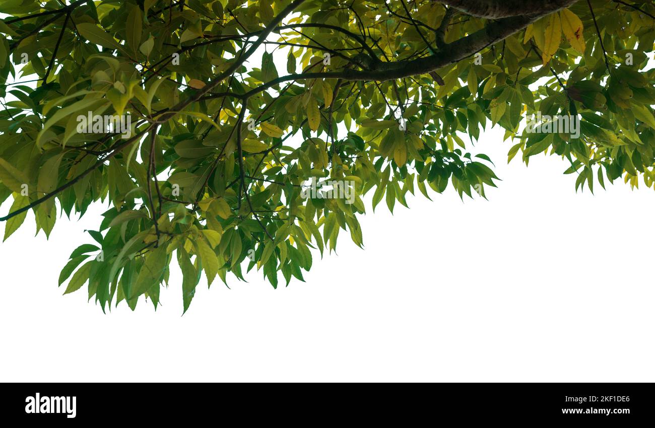 Autumn tree background on white BG Stock Photo - Alamy