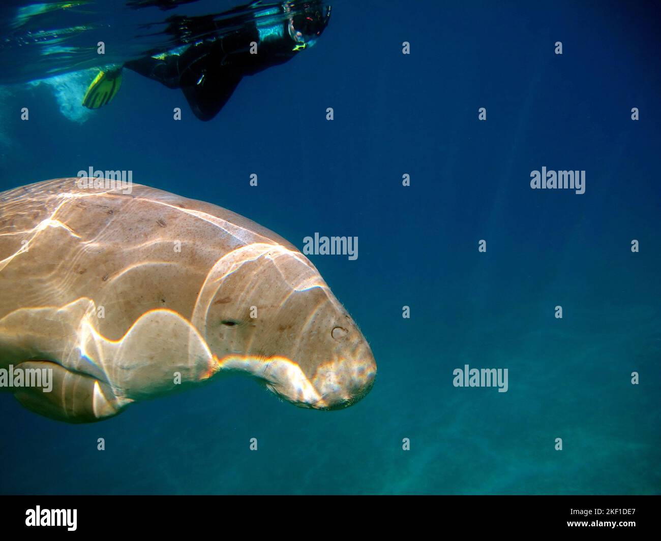 Dugong. Baby dugong from the bay of Marsa Mubarak . Dugongo. Sea Cow in ...