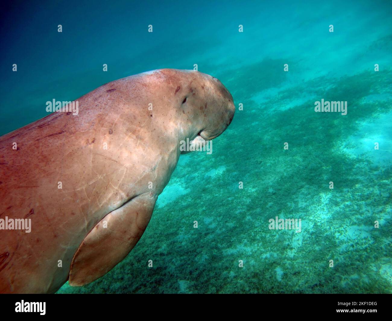 Dugong. Baby dugong from the bay of Marsa Mubarak . Dugongo. Sea Cow in ...