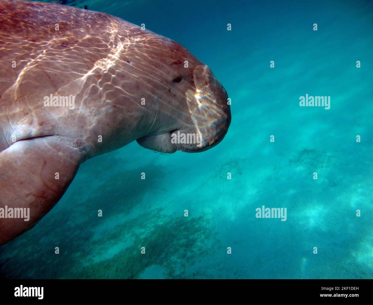Dugong. Baby dugong from the bay of Marsa Mubarak . Dugongo. Sea Cow in ...