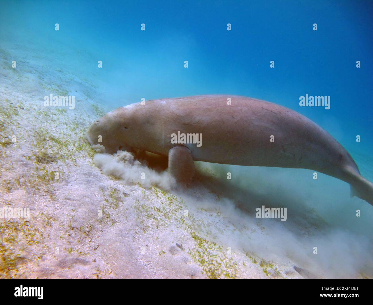 Baby Dugong Animal