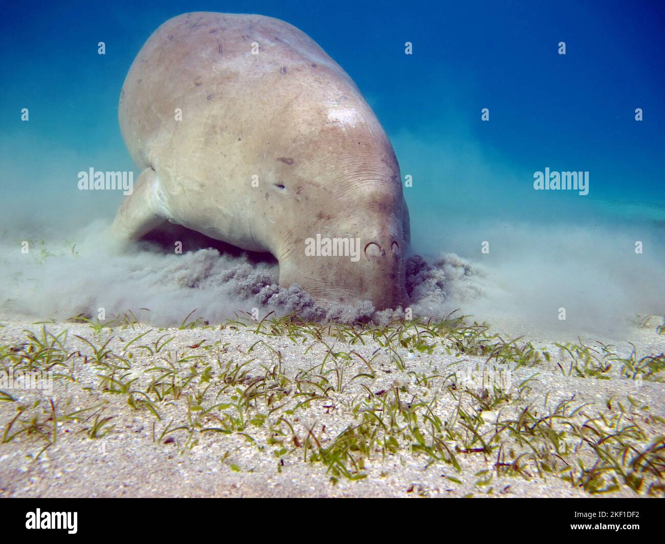 Dugong. Baby dugong from the bay of Marsa Mubarak . Dugongo. Sea Cow in ...