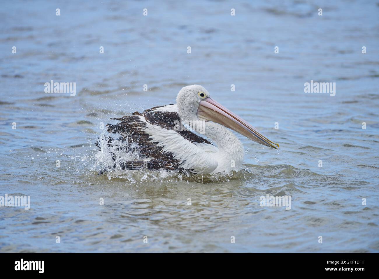 Australian pelican swim hi-res stock photography and images - Alamy