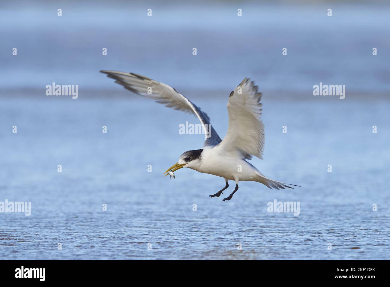 Swift tern thalasseus bergii hi-res stock photography and images - Alamy