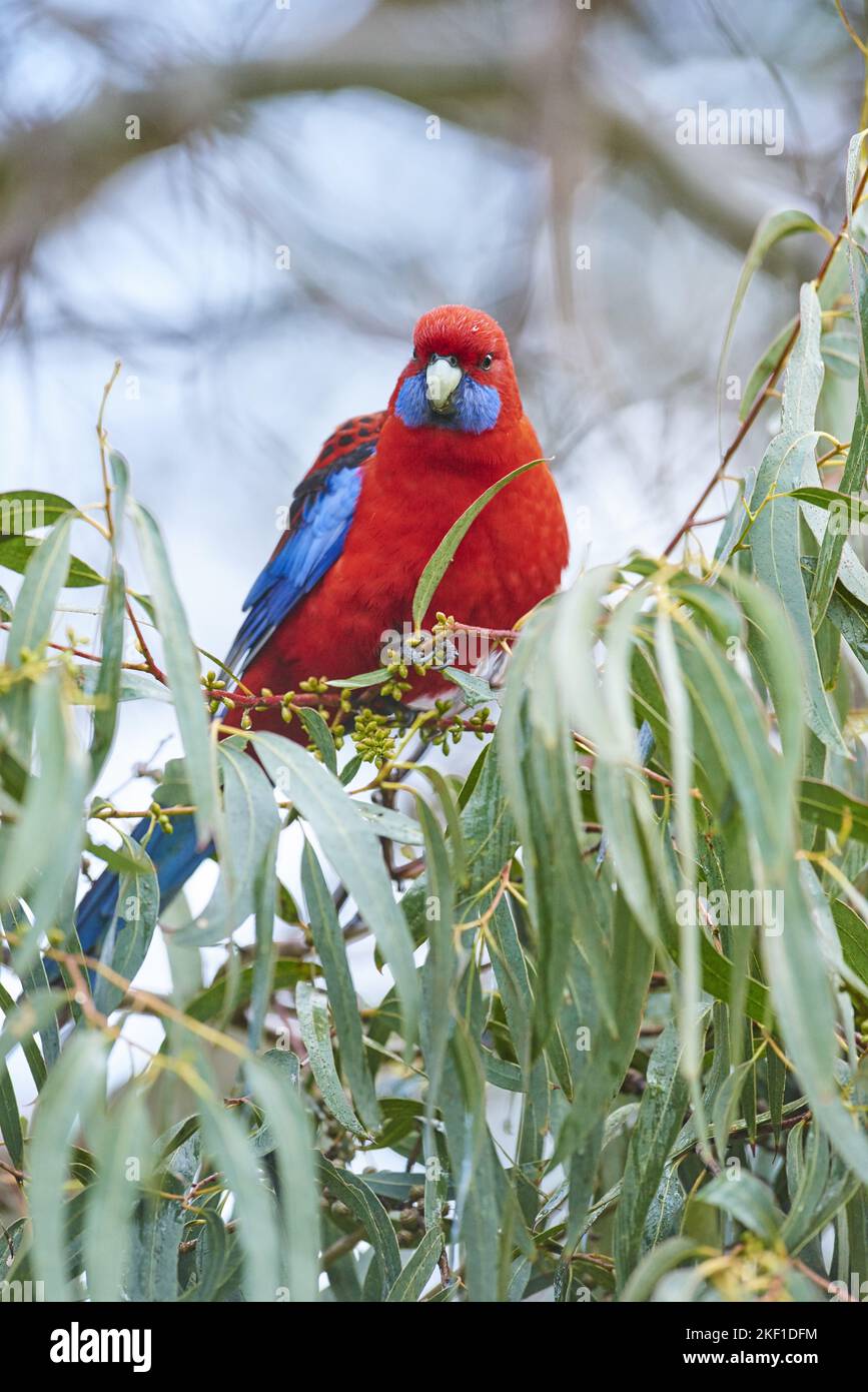 Red rosellas hi-res stock photography and images - Alamy