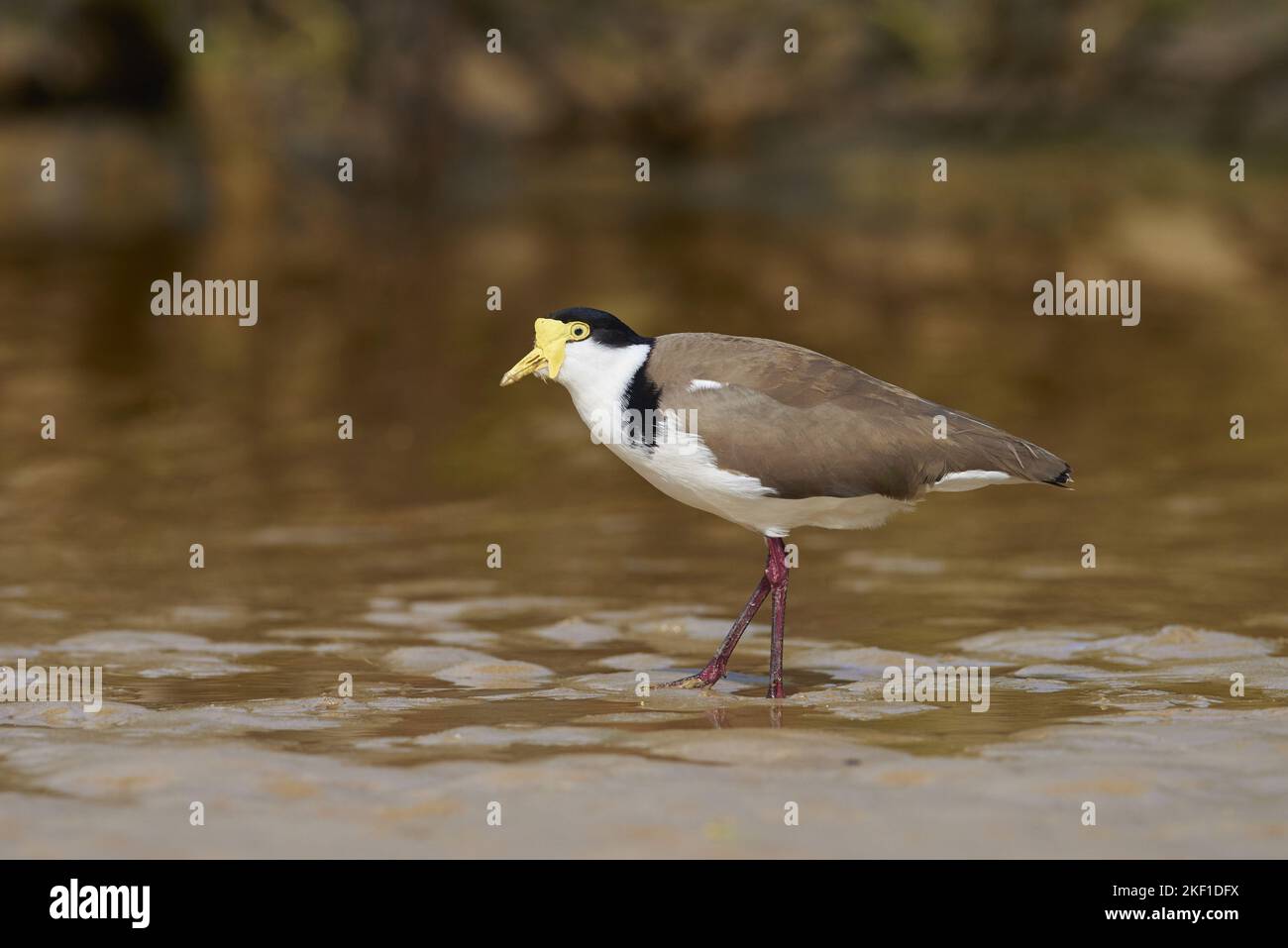 Adult masked lapwing hi-res stock photography and images - Alamy