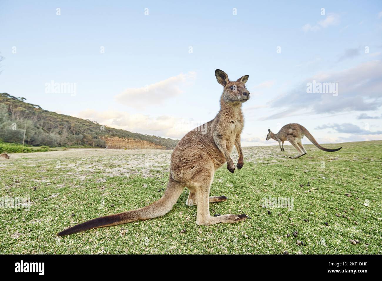 standing Eastern Grey Kangaroos Stock Photo - Alamy