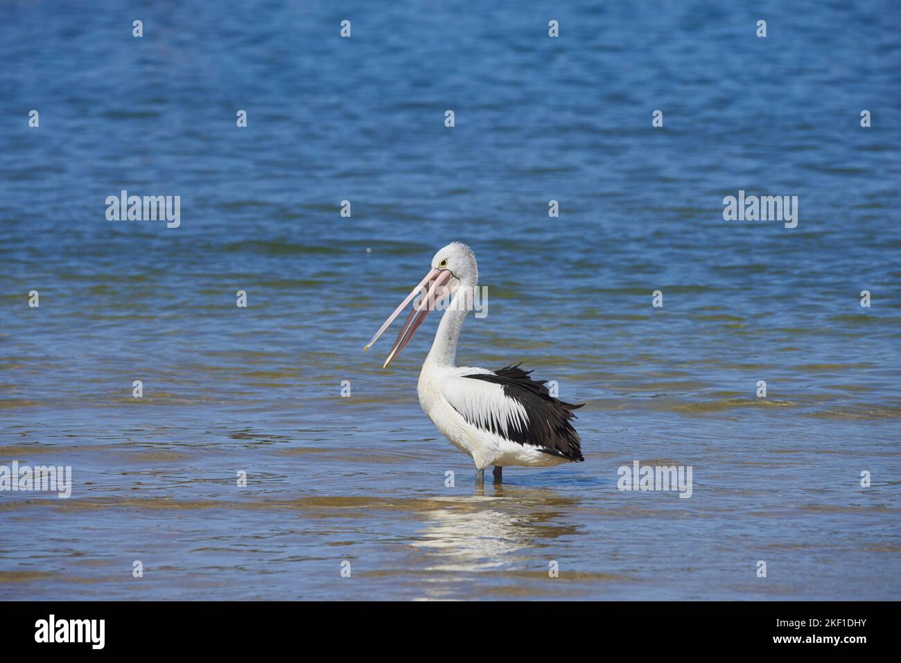 standing Australian Pelican Stock Photo - Alamy