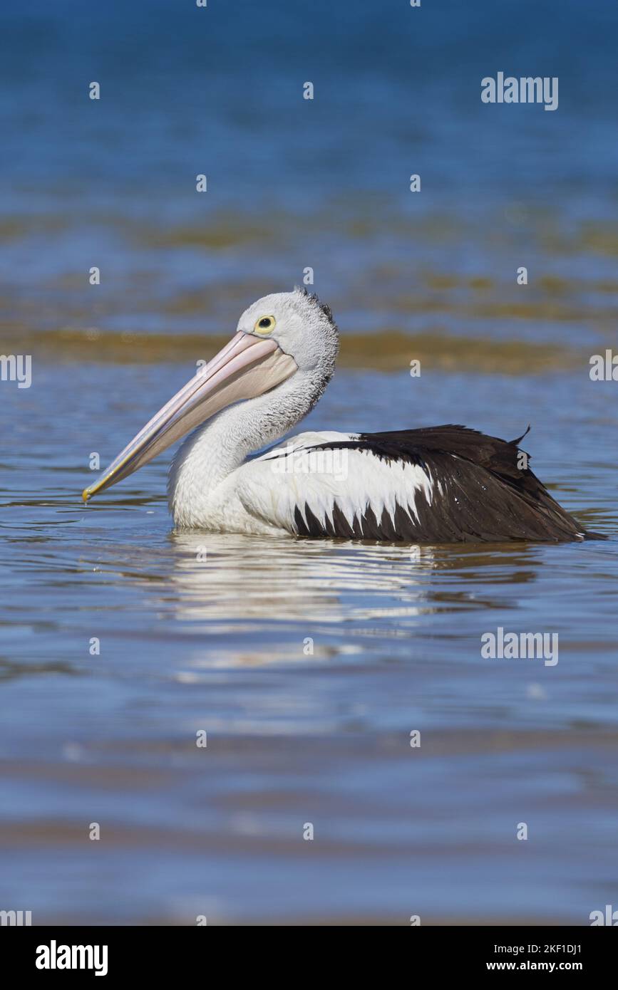 swimming Australian Pelican Stock Photo - Alamy