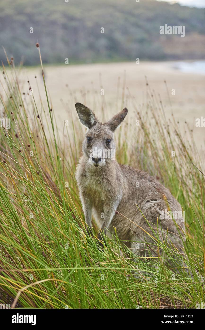 standing Eastern Grey Kangaroo Stock Photo - Alamy