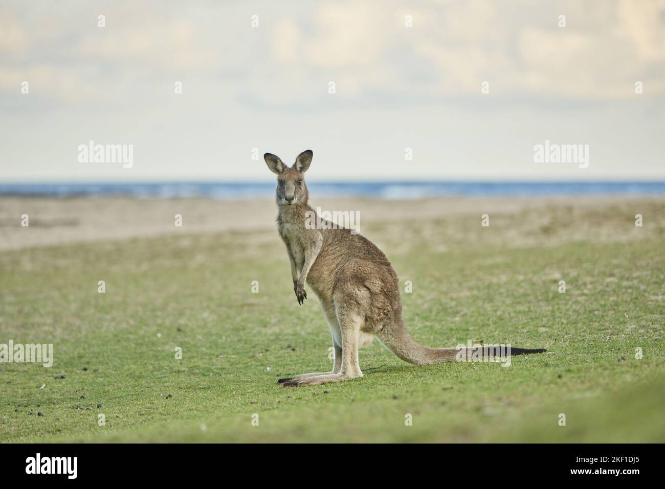 Kangaroo eye to camera hi-res stock photography and images - Alamy