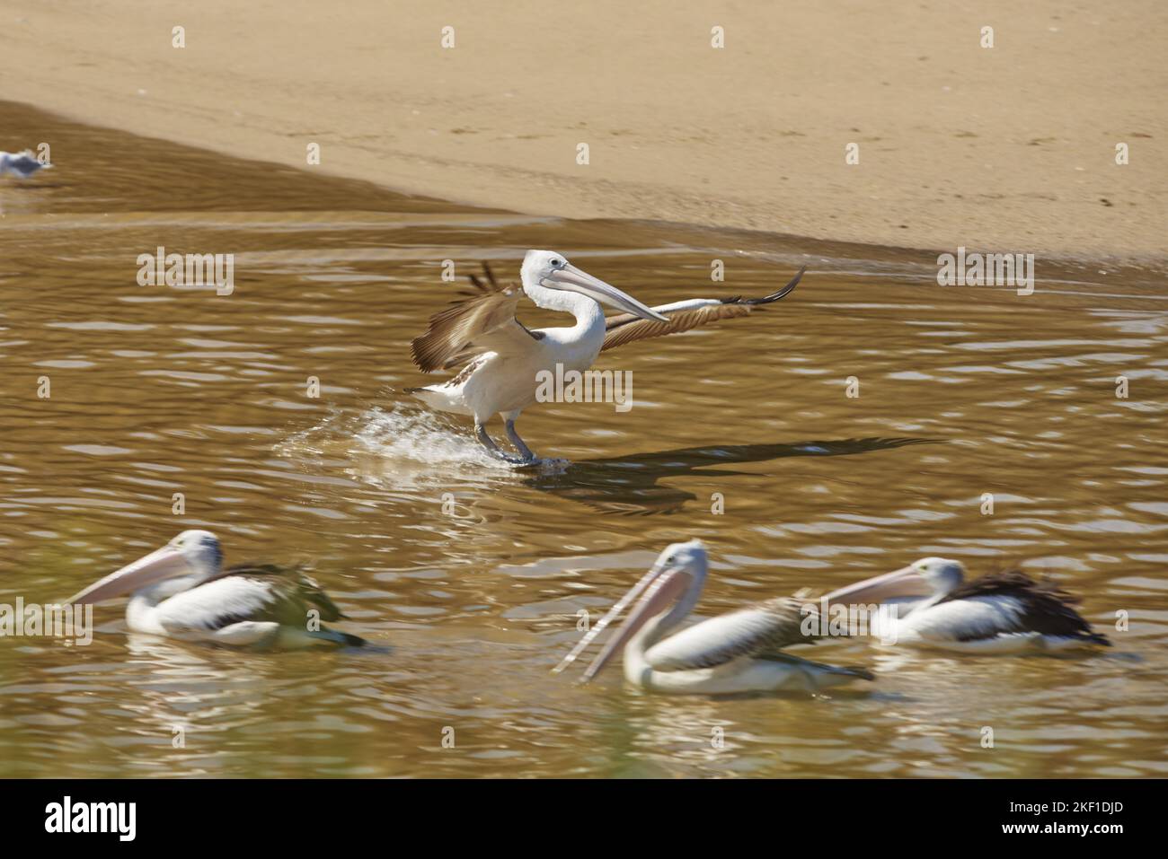 Australian beach scream hi-res stock photography and images - Alamy