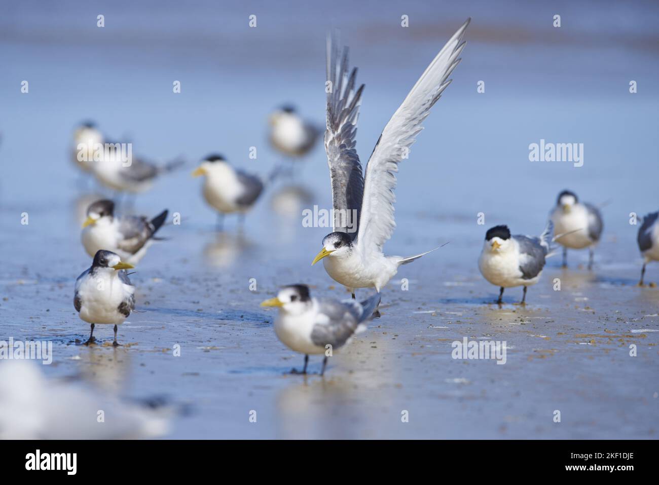 Crested terns thalasseus bergii hi-res stock photography and images - Alamy