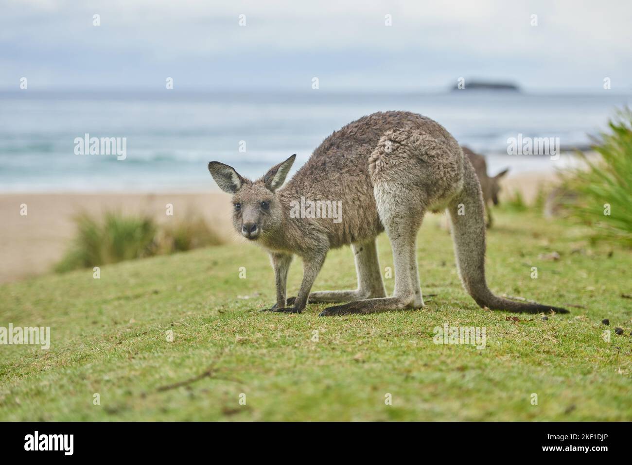 standing Eastern Grey Kangaroo Stock Photo - Alamy