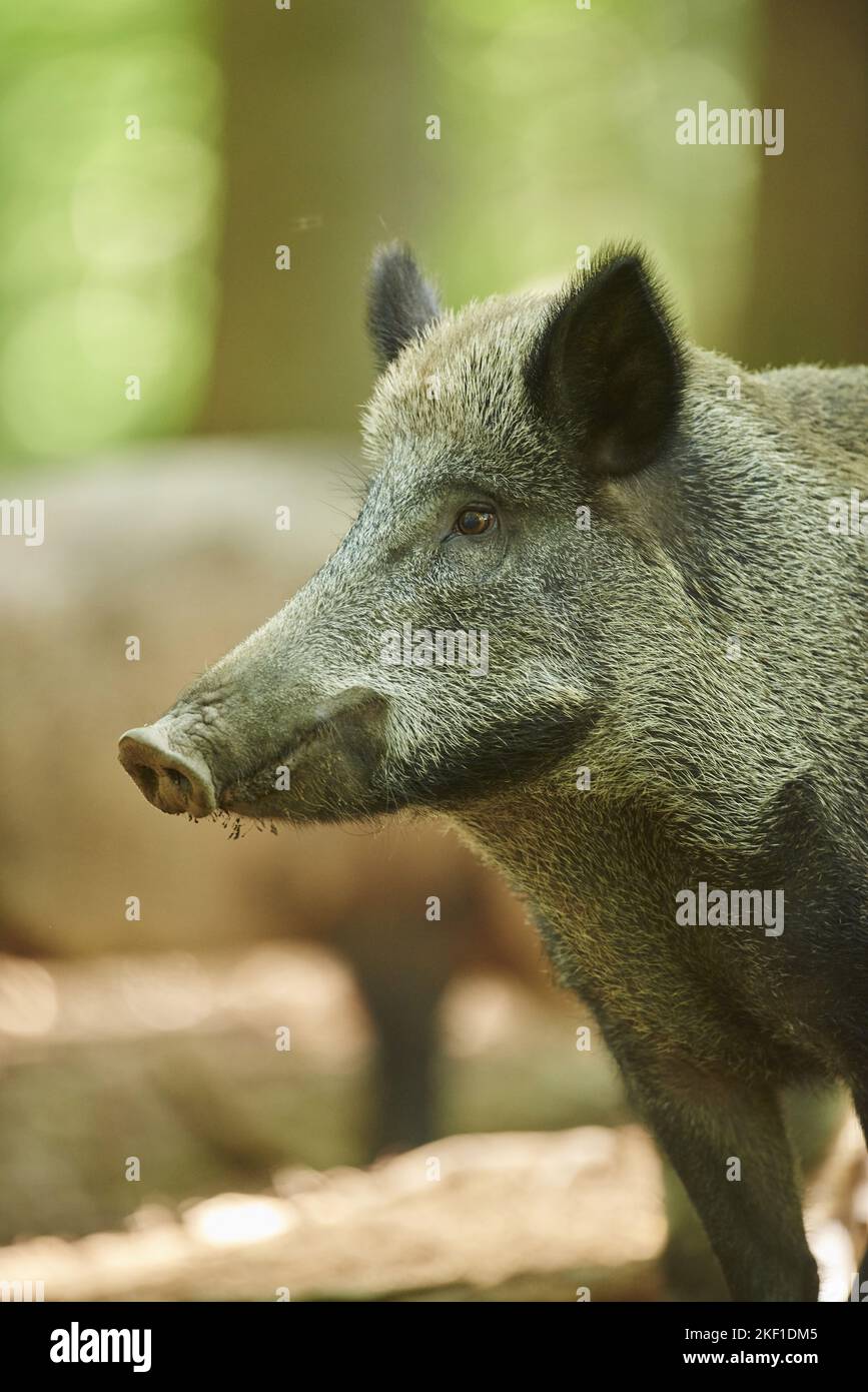 standing Wild Boars Stock Photo - Alamy