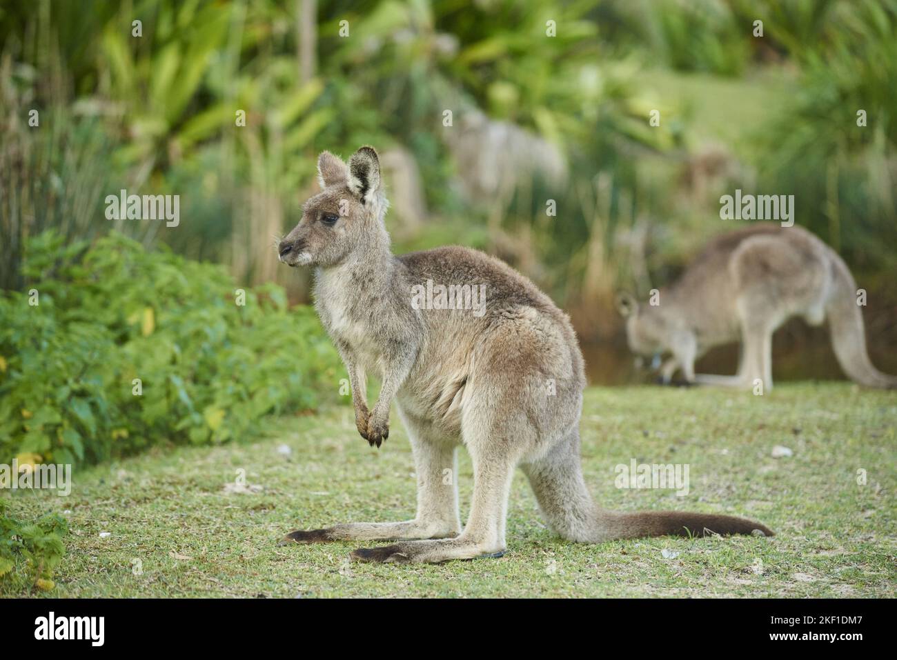standing Eastern Grey Kangaroos Stock Photo - Alamy