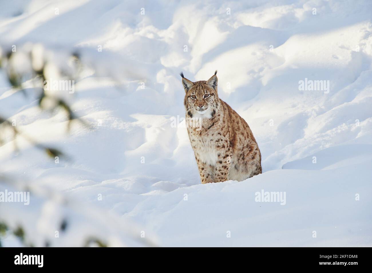 Sitting lynx hi-res stock photography and images - Alamy