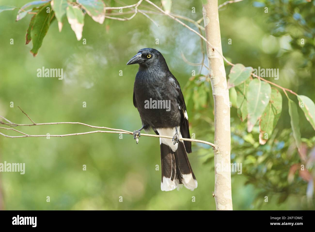 sitting Pied Currawong Stock Photo - Alamy