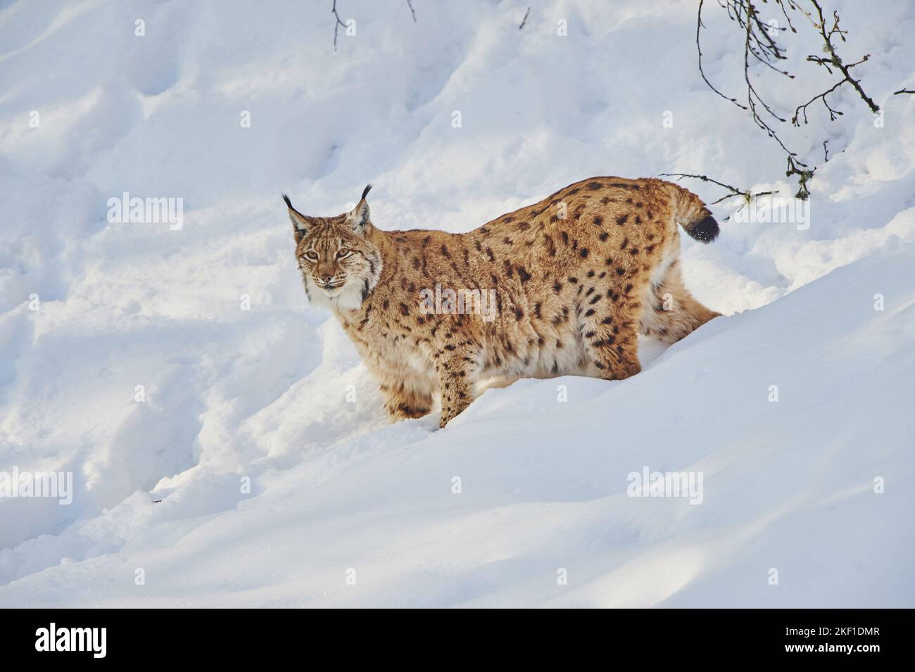 Walking lynx hi-res stock photography and images - Alamy