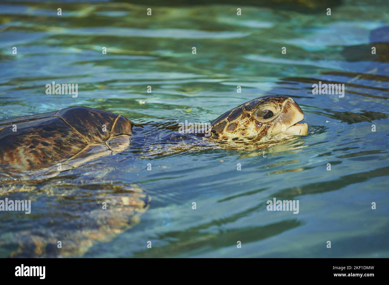 Green Sea Turtle Stock Photo - Alamy