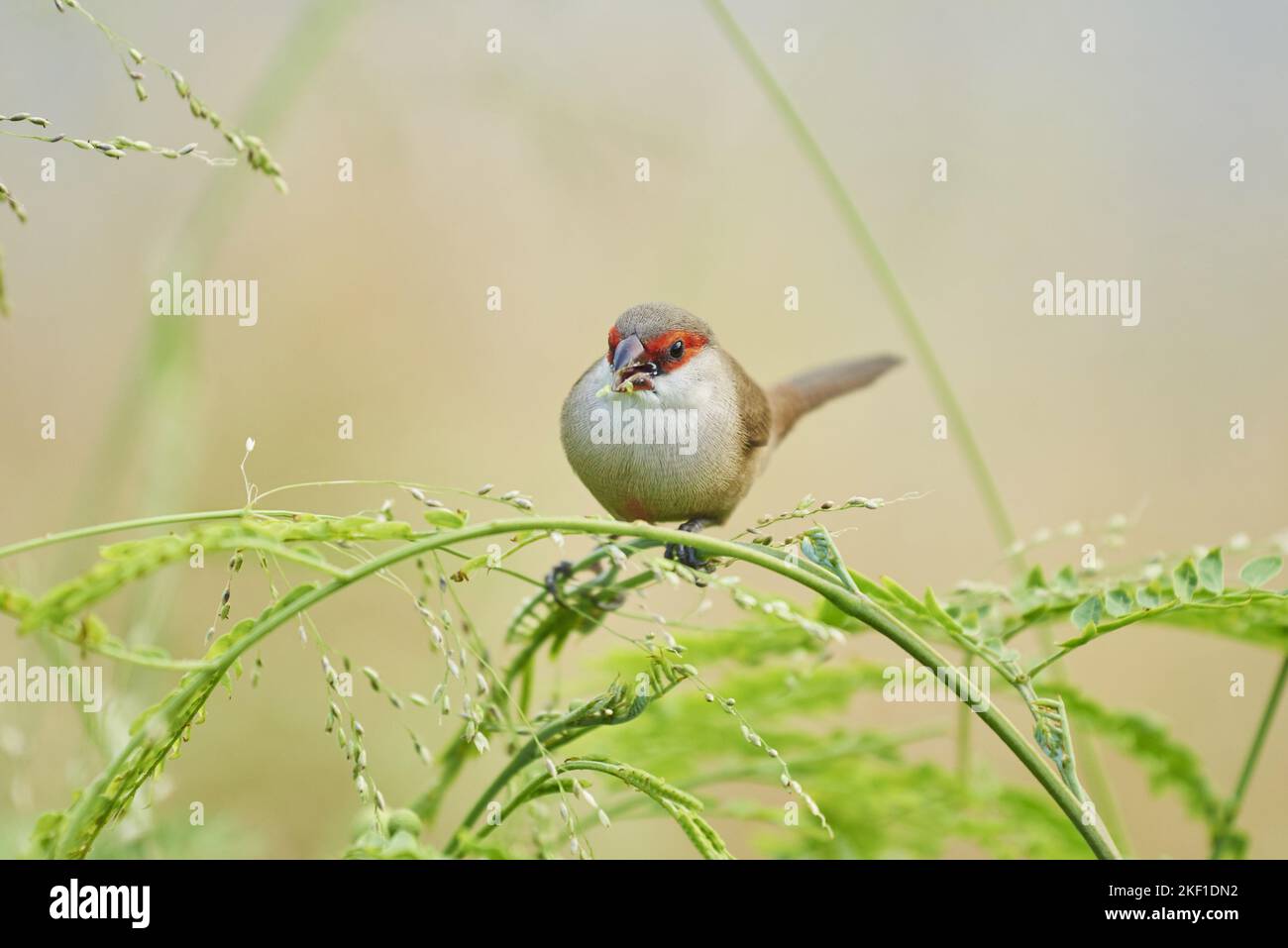 Common grenadiers hi-res stock photography and images - Alamy