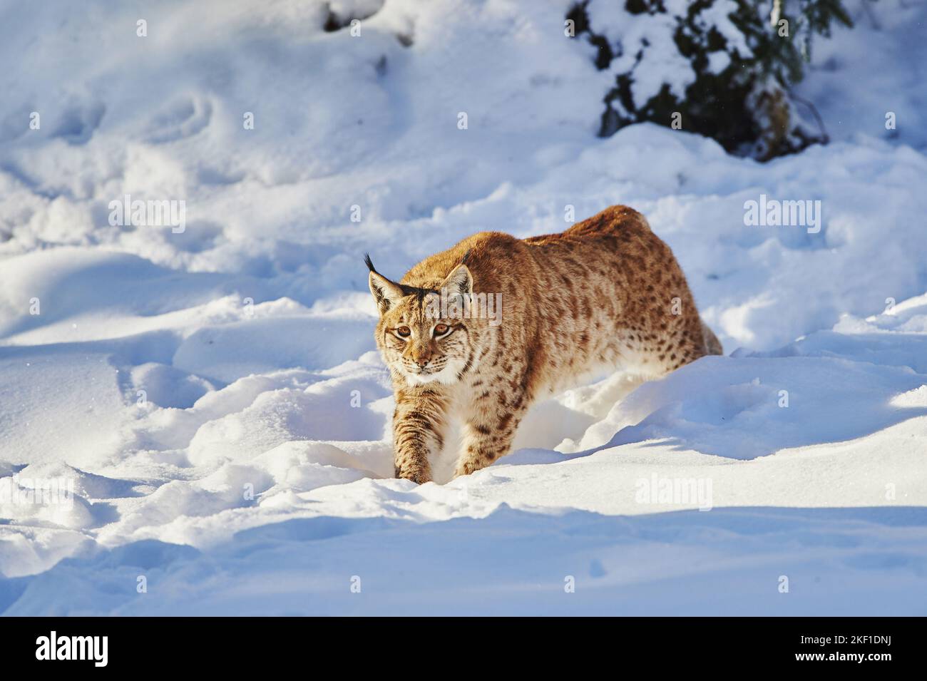 Eurasian lynx lynx lynx stalking hi-res stock photography and images ...