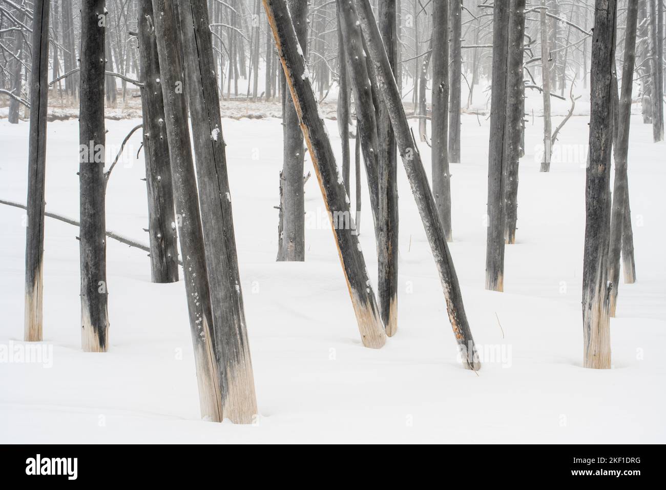Ghost trees hi-res stock photography and images - Alamy