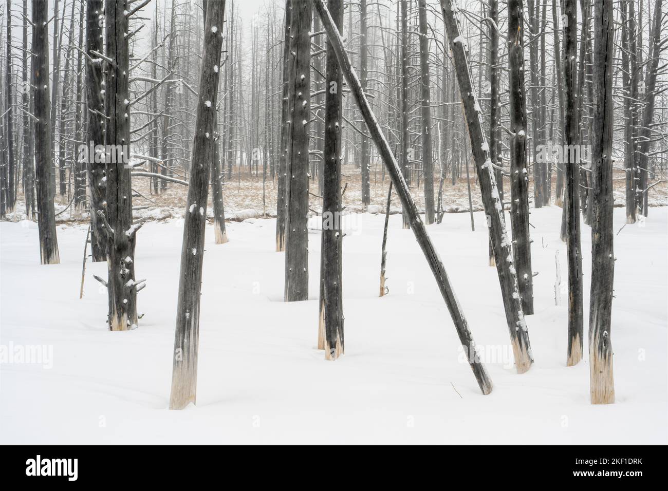 Dead ghost tree trunks hi-res stock photography and images - Alamy