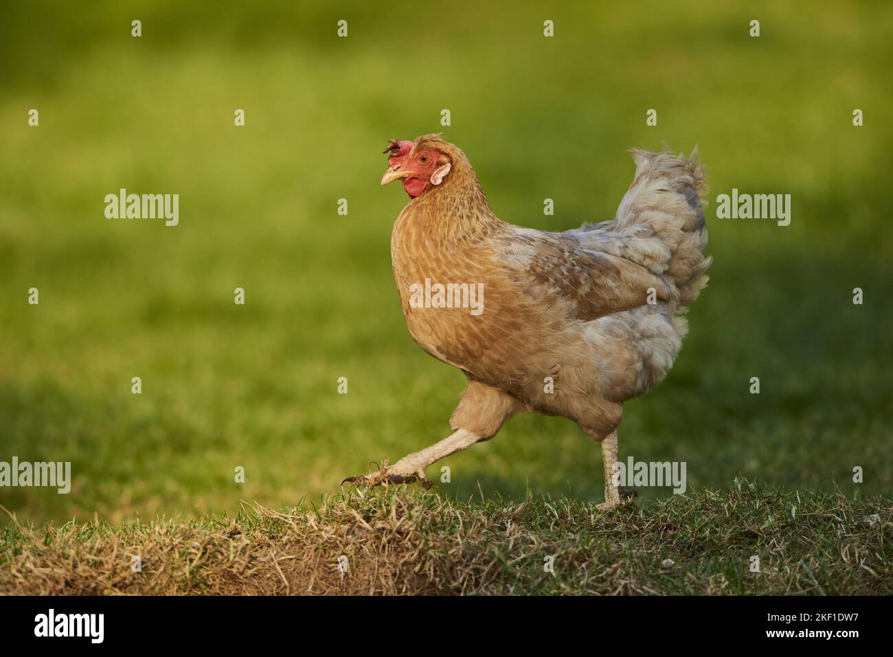 Chicken shadows hi-res stock photography and images - Alamy