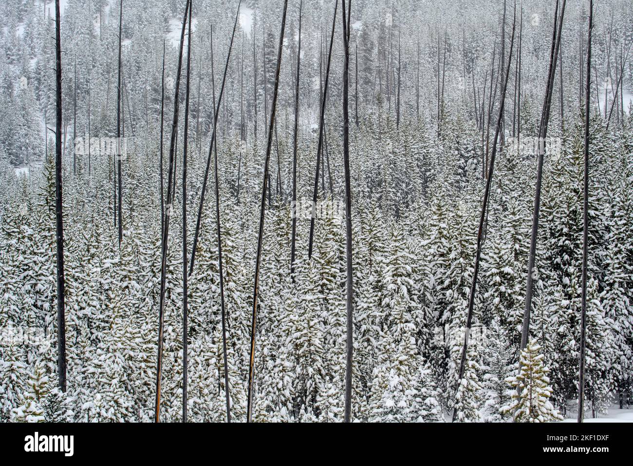 Snowy lodgepole forest regenerating after an earlier fire, Yellowstone ...