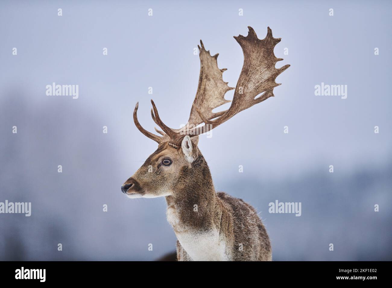 Misty view of a male deer hi-res stock photography and images - Alamy