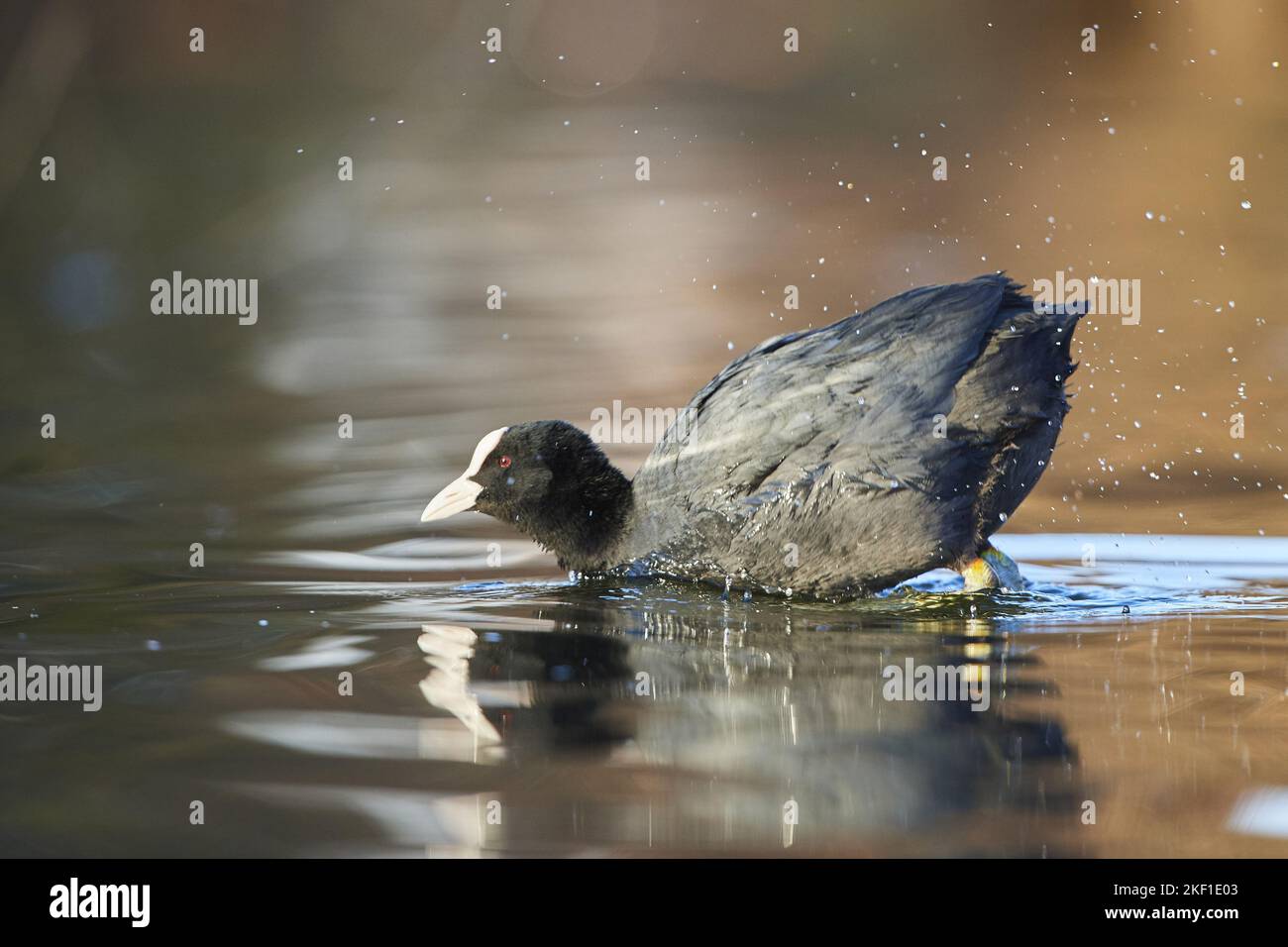 Coot moving to me hi-res stock photography and images - Alamy