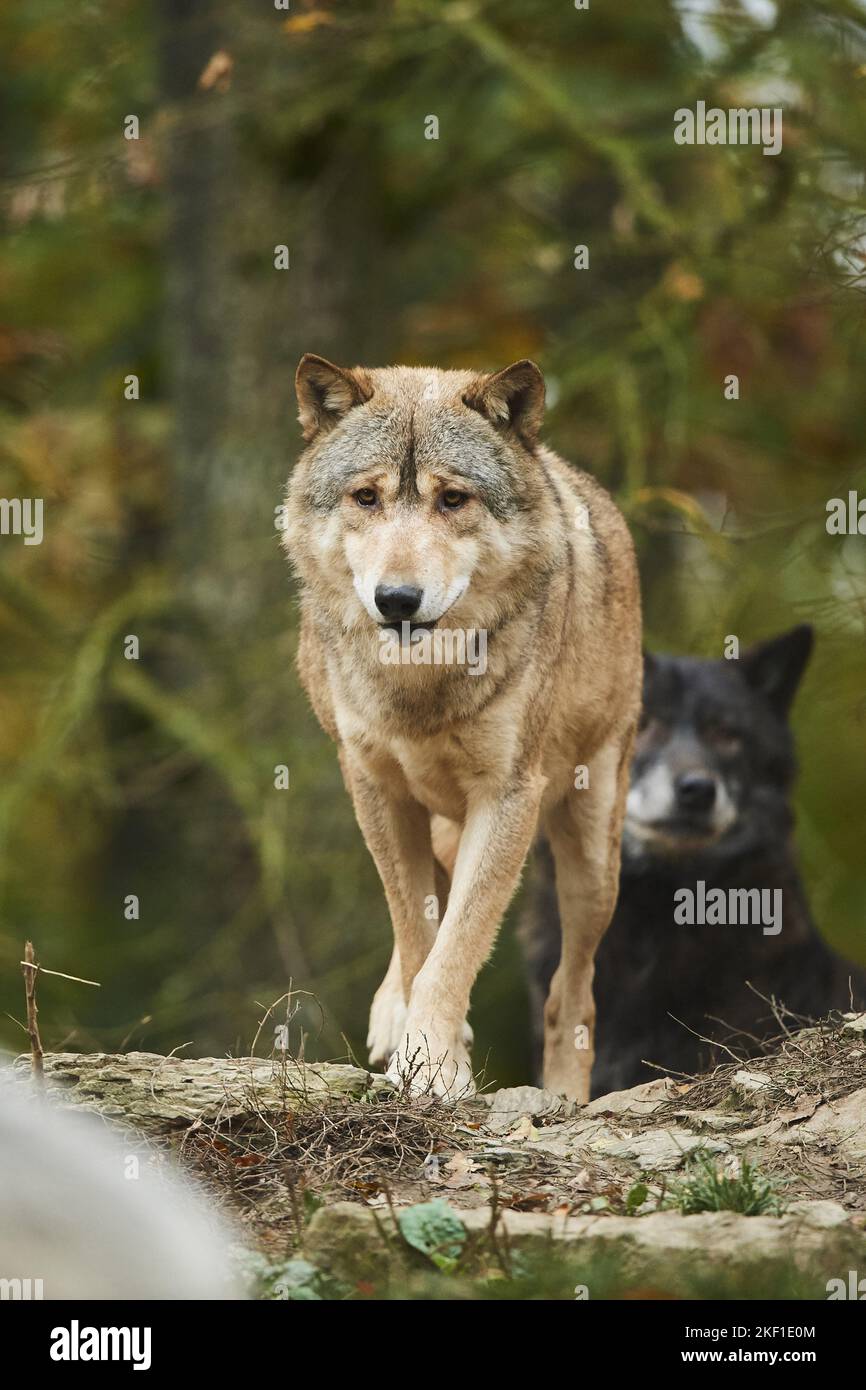 Algonquin wolves hi-res stock photography and images - Alamy