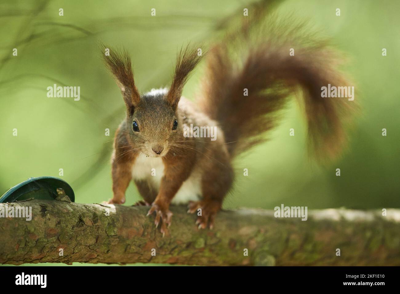 Eurasian red squirrel Stock Photo - Alamy